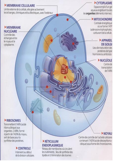 Links - bp prepa pharma fiches