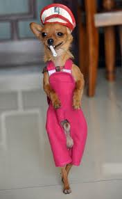 Chou chou un chien top model